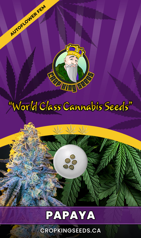 Buy Papaya Strain Autoflowering Feminized Marijuana Seeds Online | Crop ...