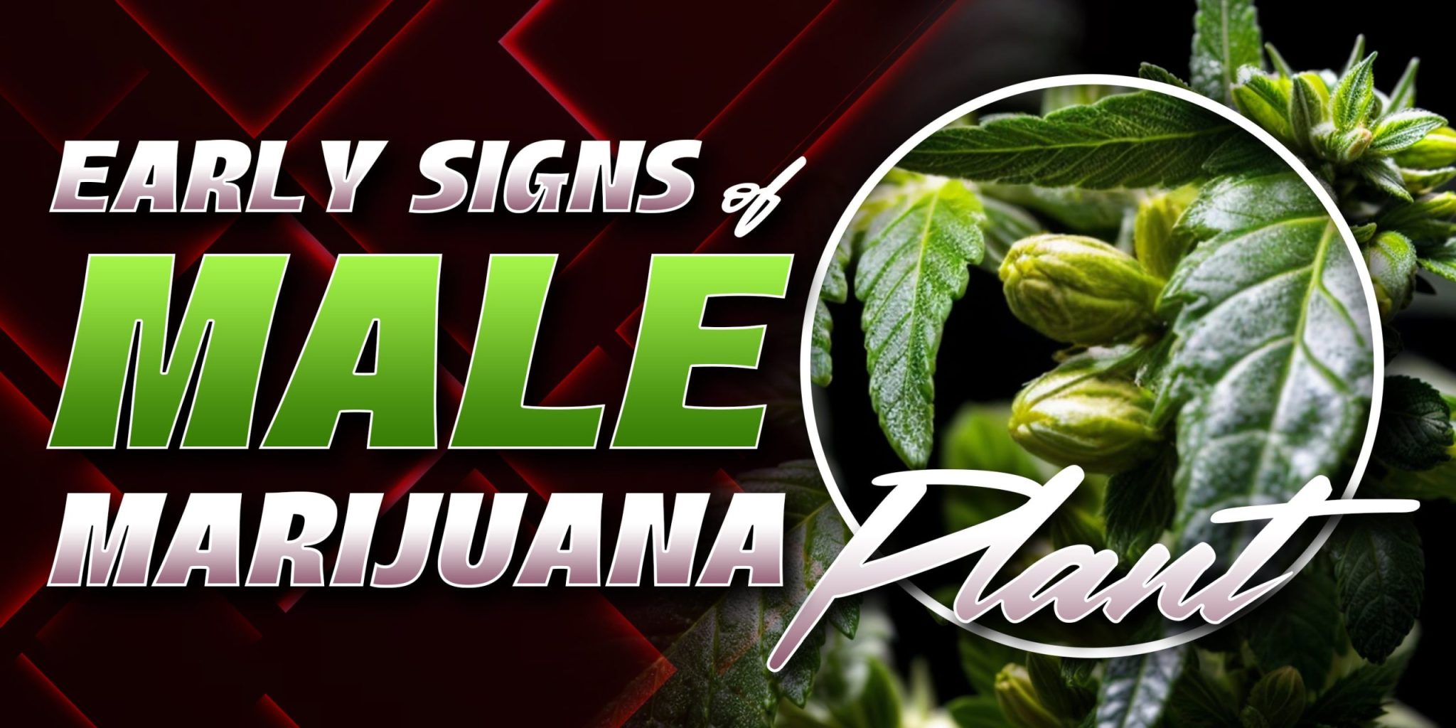 Early Signs of Male Marijuana Plants | Crop King Seeds