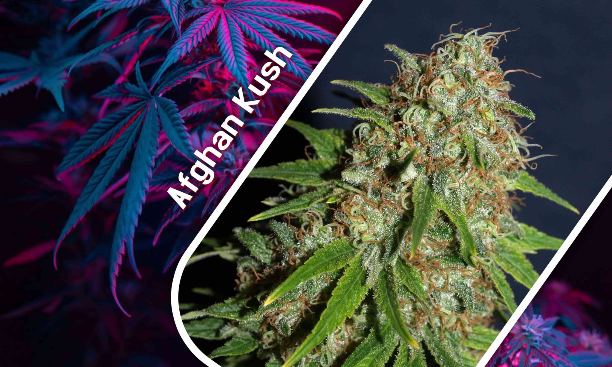 Exploring Exotic Strains of Cannabis | Crop King Seeds