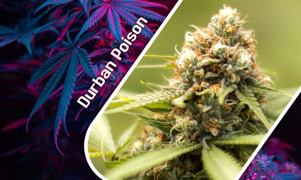 Exploring Exotic Strains of Cannabis | Crop King Seeds