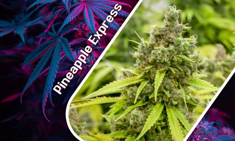 Exploring Exotic Strains of Cannabis | Crop King Seeds