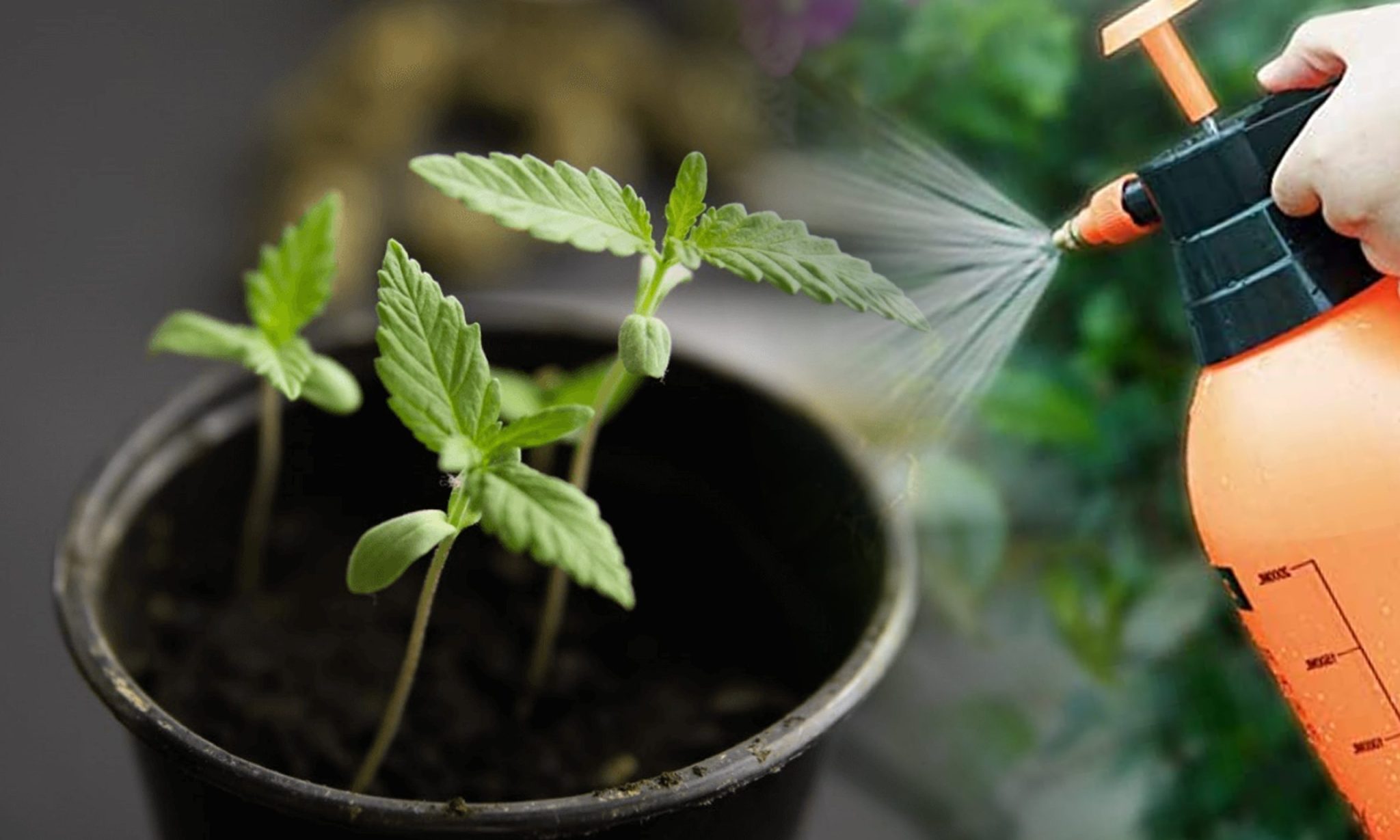 How to Prevent Cannabis Seedlings from Falling Over | Crop King Seeds