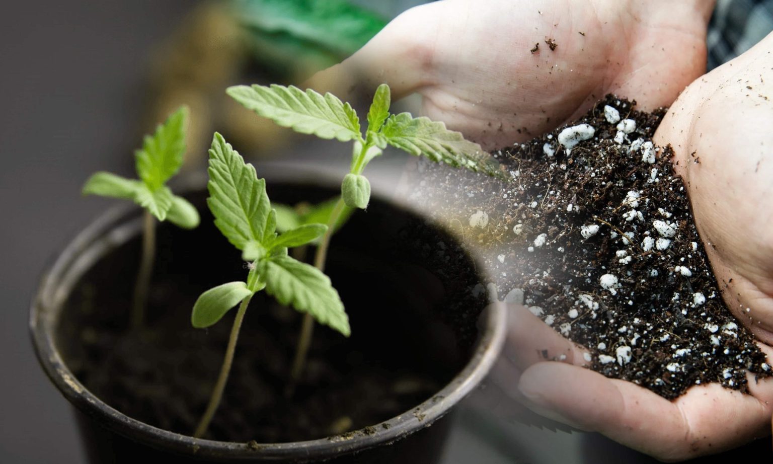 How to Prevent Cannabis Seedlings from Falling Over | Crop King Seeds