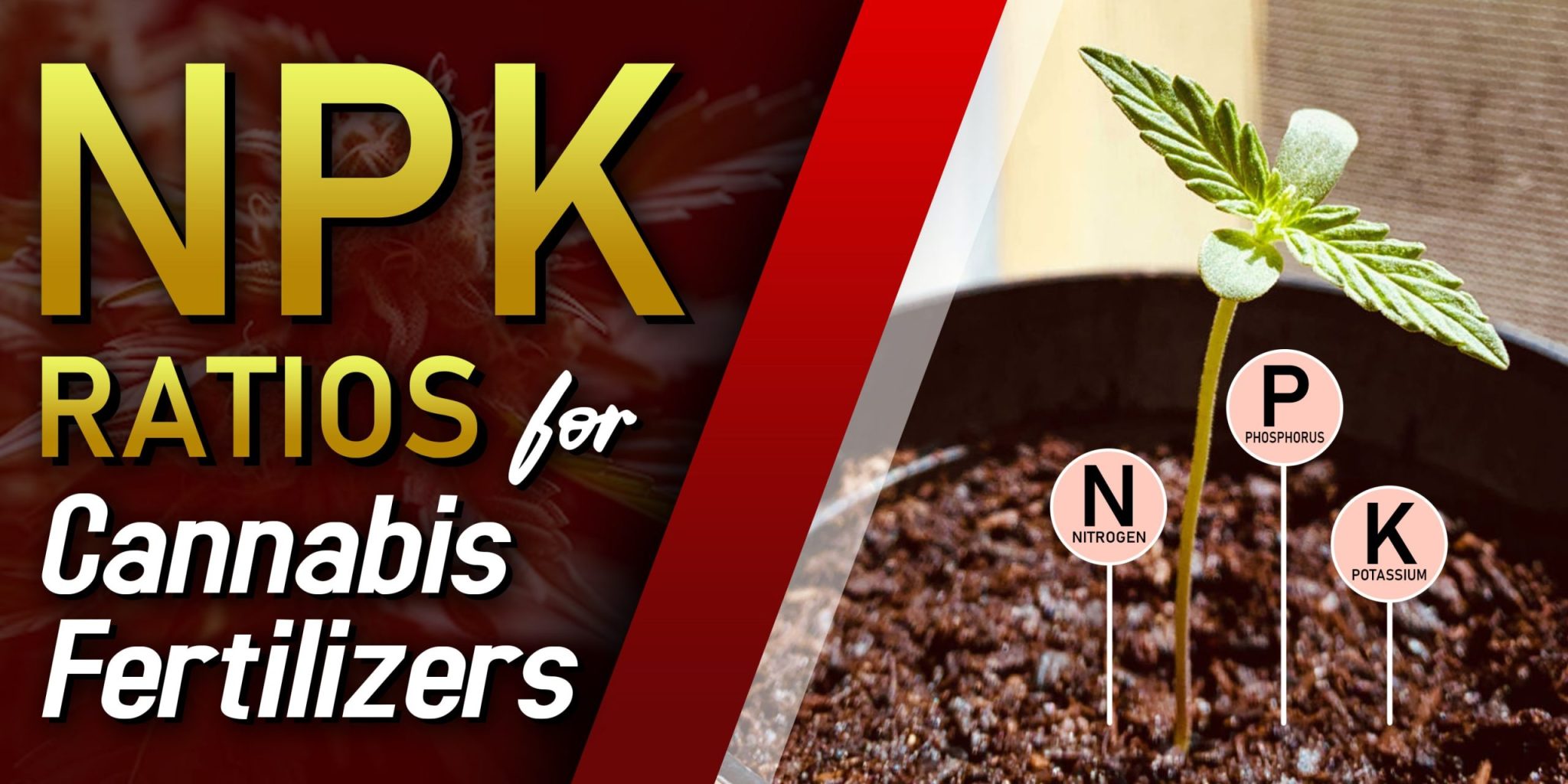 NPK Ratios for Cannabis Fertilizers | Crop King Seeds