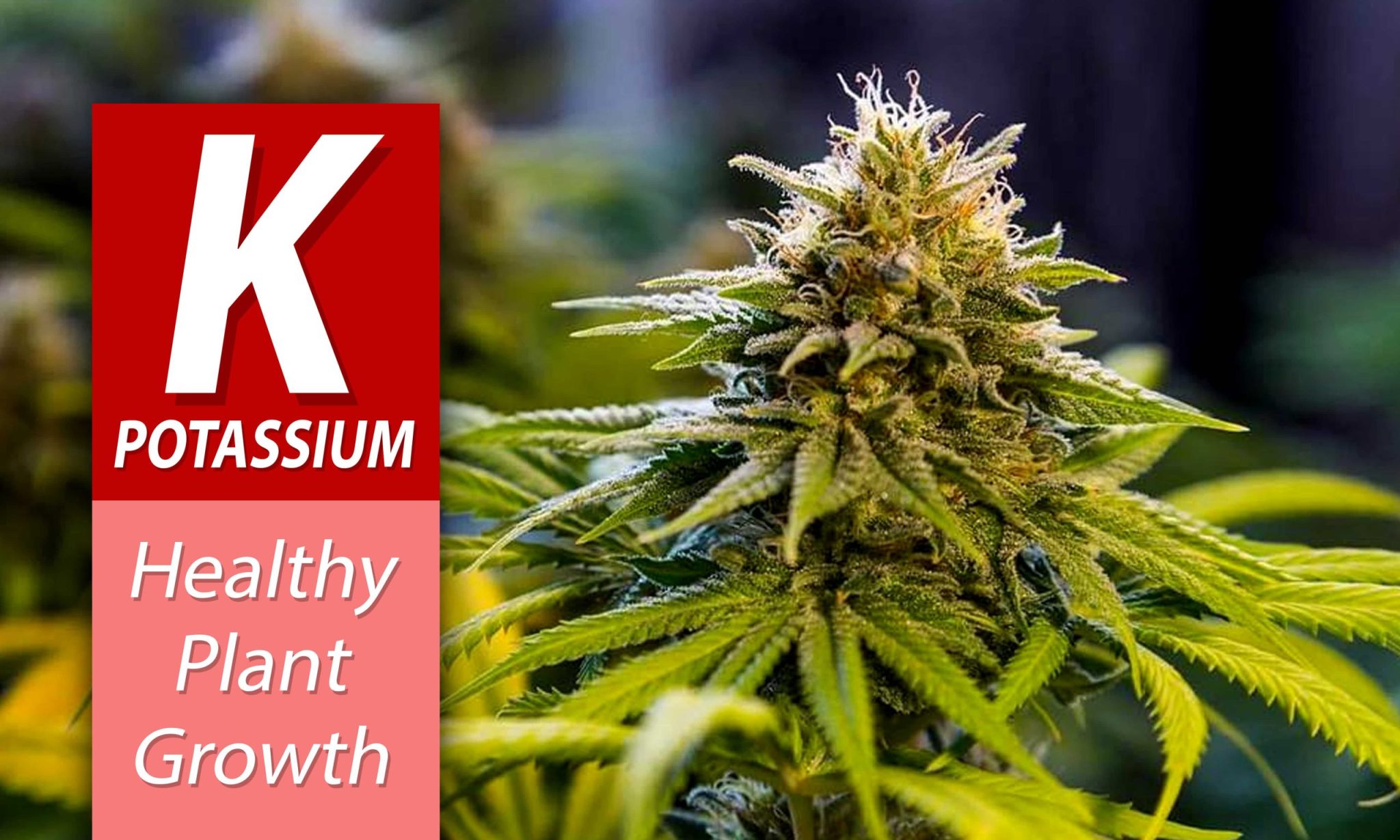 NPK Ratios for Cannabis Fertilizers | Crop King Seeds