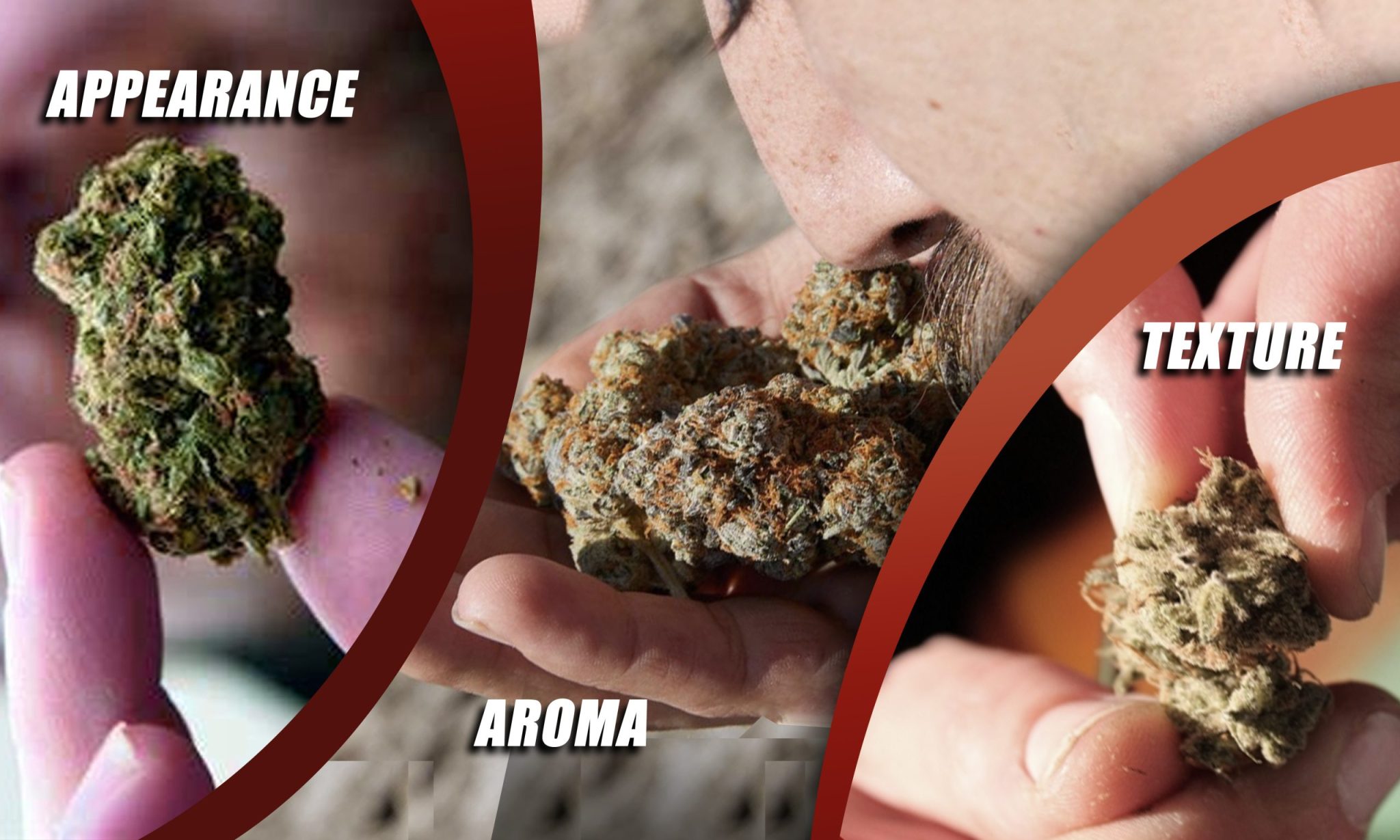 Exploring Reggie Weed: What It Is and Why You Should Consider It | Crop ...