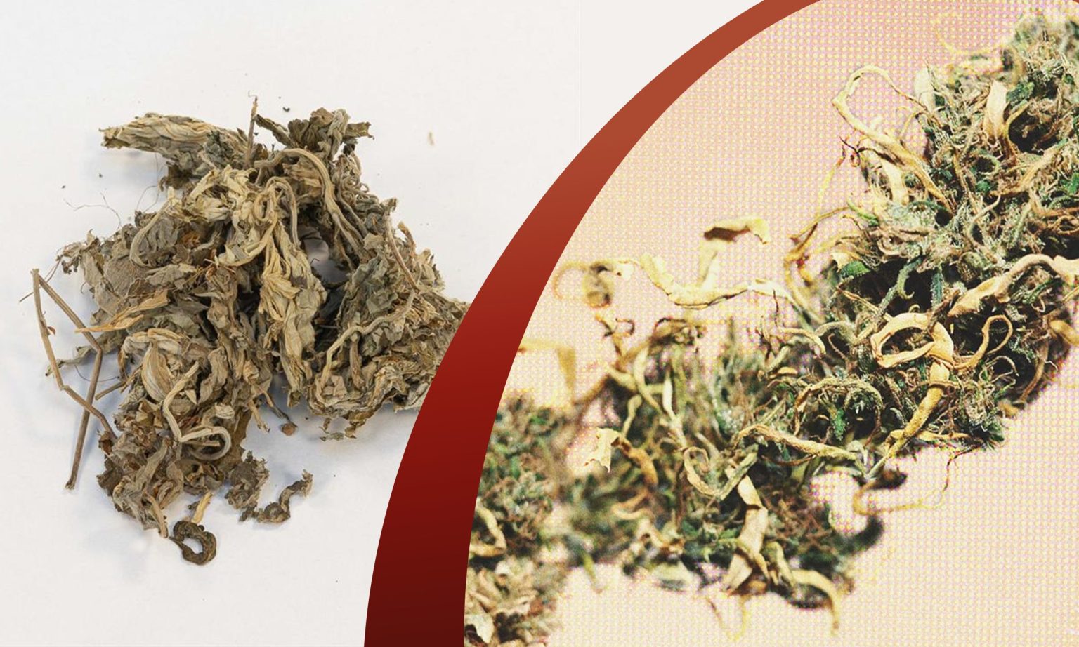 Exploring Reggie Weed: What It Is and Why You Should Consider It | Crop ...