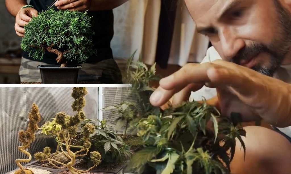 Mastering Cannabis Bonsai: A Comprehensive Guide | Crop King Seeds