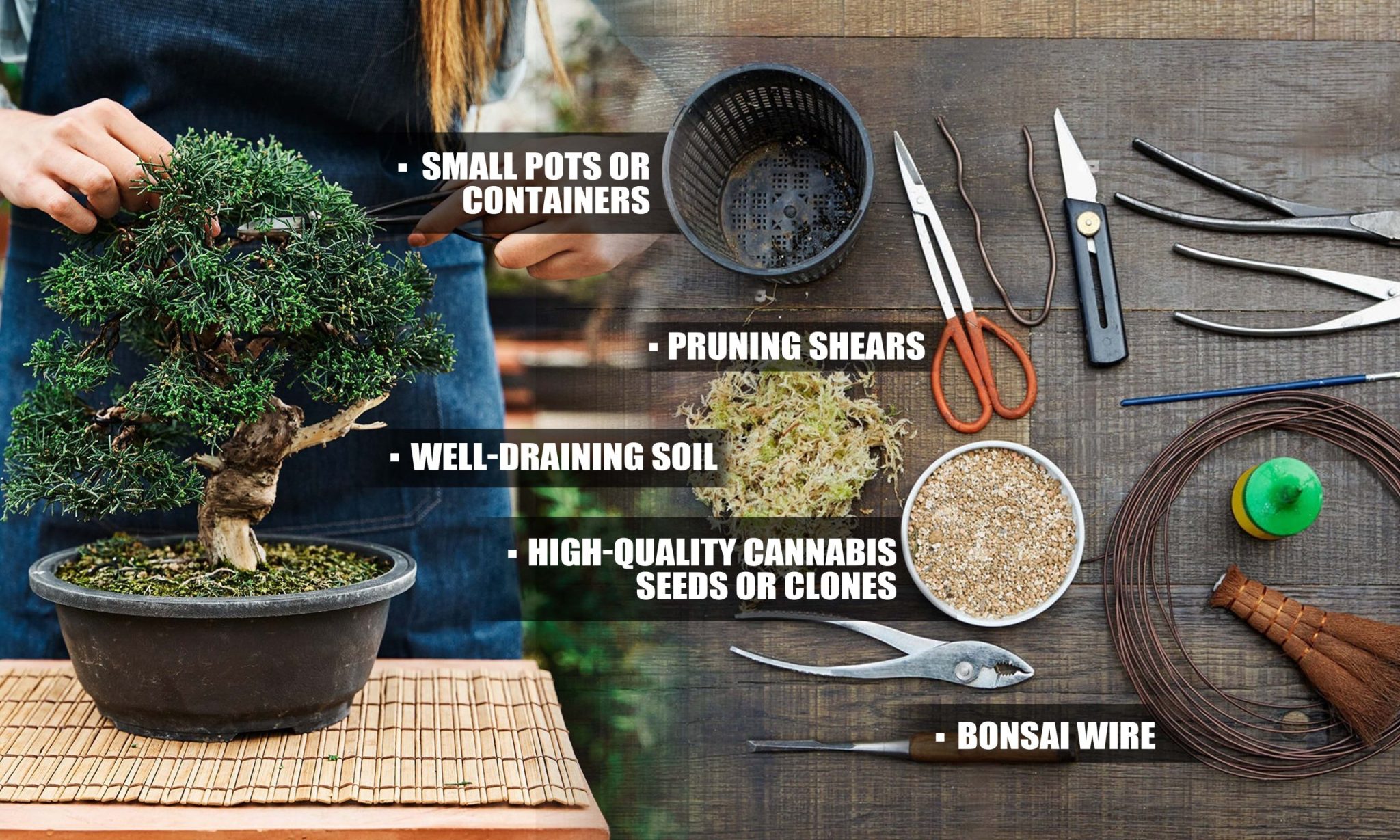 Mastering Cannabis Bonsai: A Comprehensive Guide | Crop King Seeds