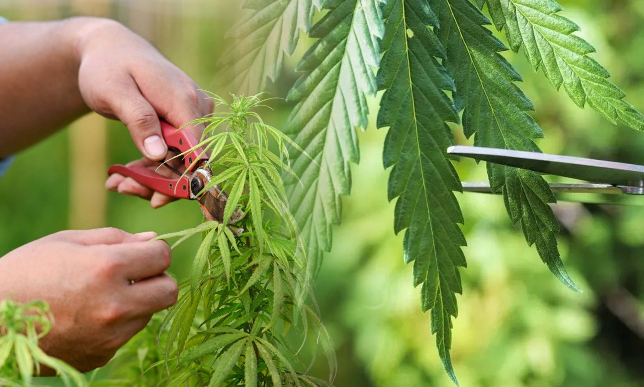 Maximizing Cannabis Yield: Pruning Techniques Unveiled | Crop King Seeds