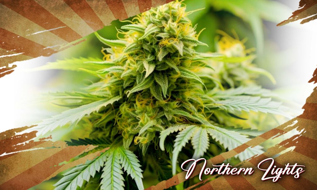 The Legacy of Retro Cannabis Strains from the 90s | Crop King Seeds