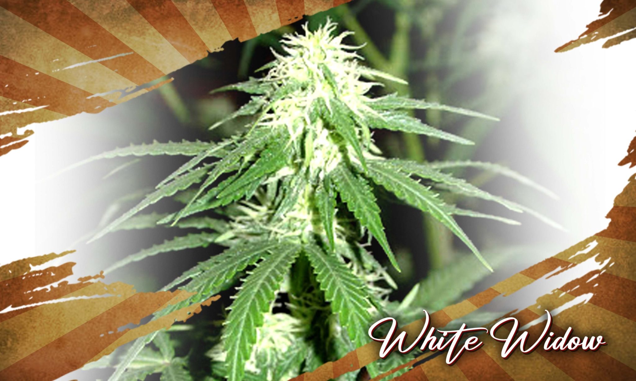 The Legacy of Retro Cannabis Strains from the 90s | Crop King Seeds