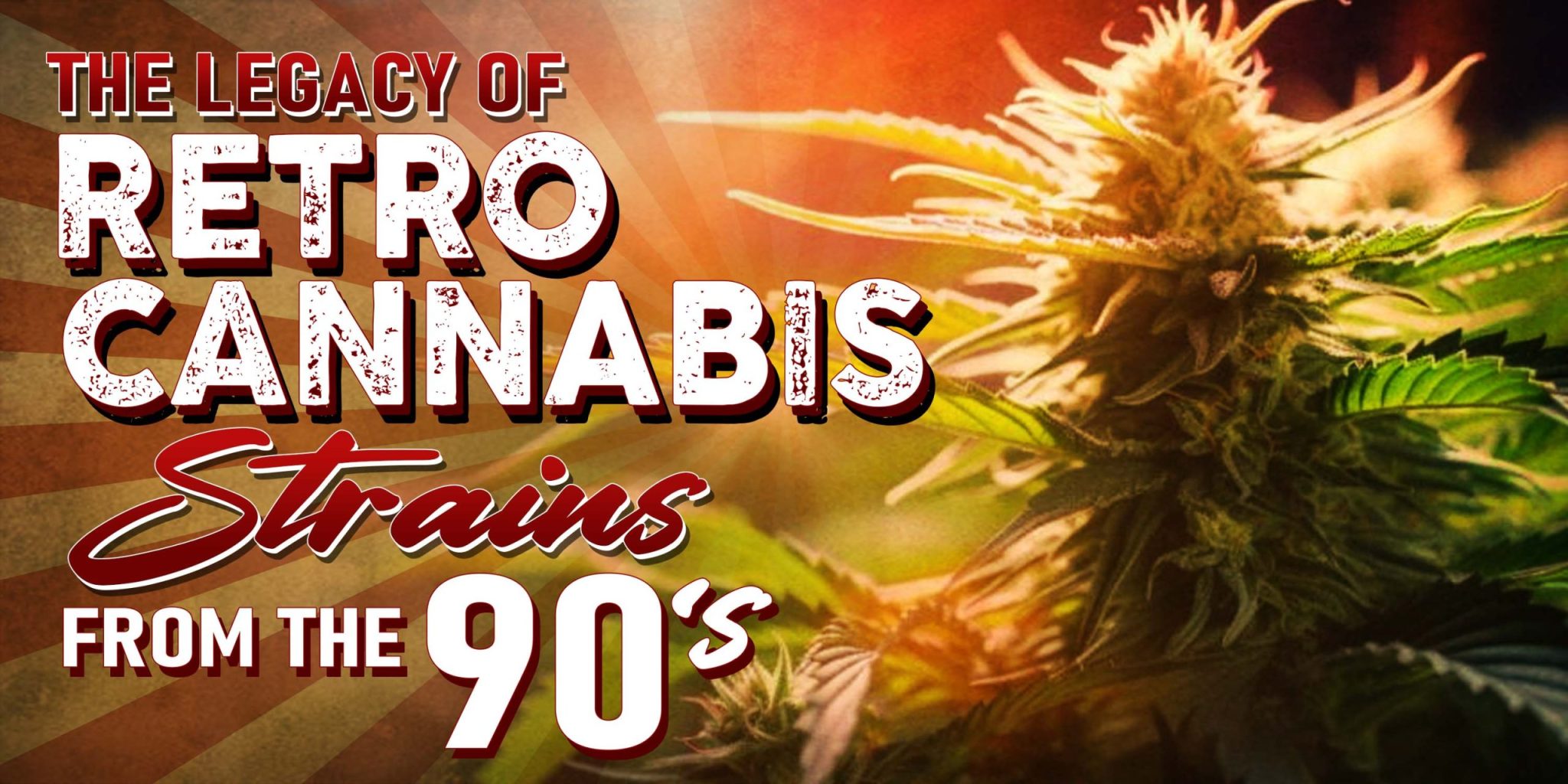The Legacy of Retro Cannabis Strains from the 90s | Crop King Seeds