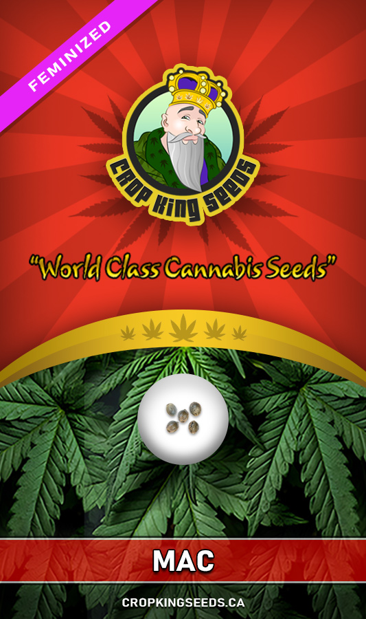 Mac Strain Feminized Marijuana Seeds | Crop King Seeds Canada