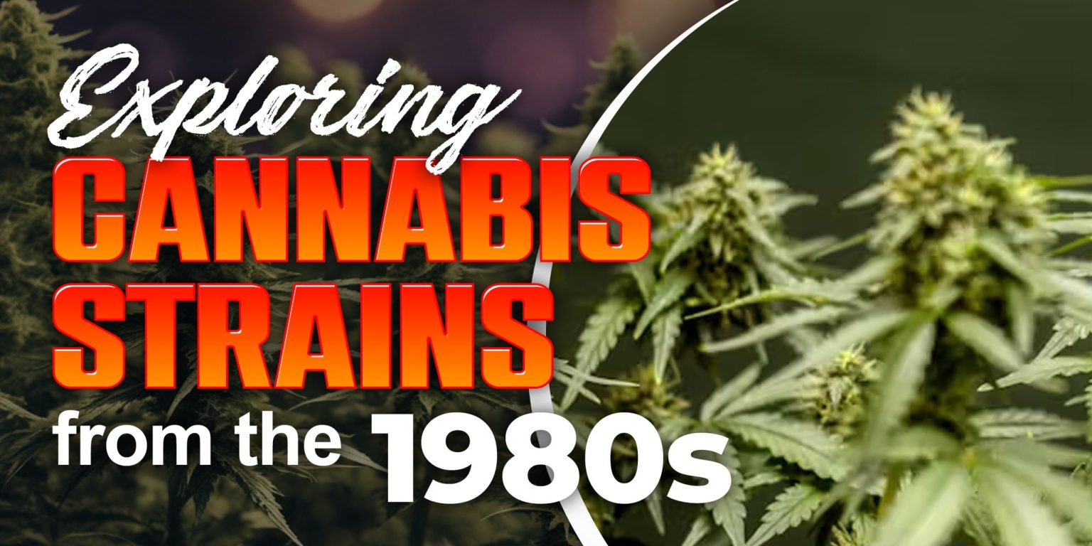 Exploring Cannabis Strains from the 1980s | Crop King Seeds