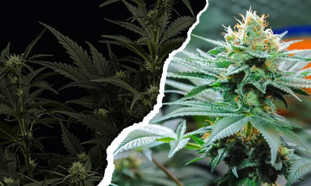 Exploring Cannabis Strains from the 1980s | Crop King Seeds