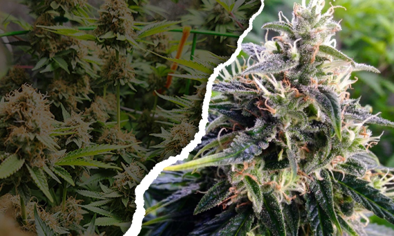 Exploring Cannabis Strains from the 1980s | Crop King Seeds
