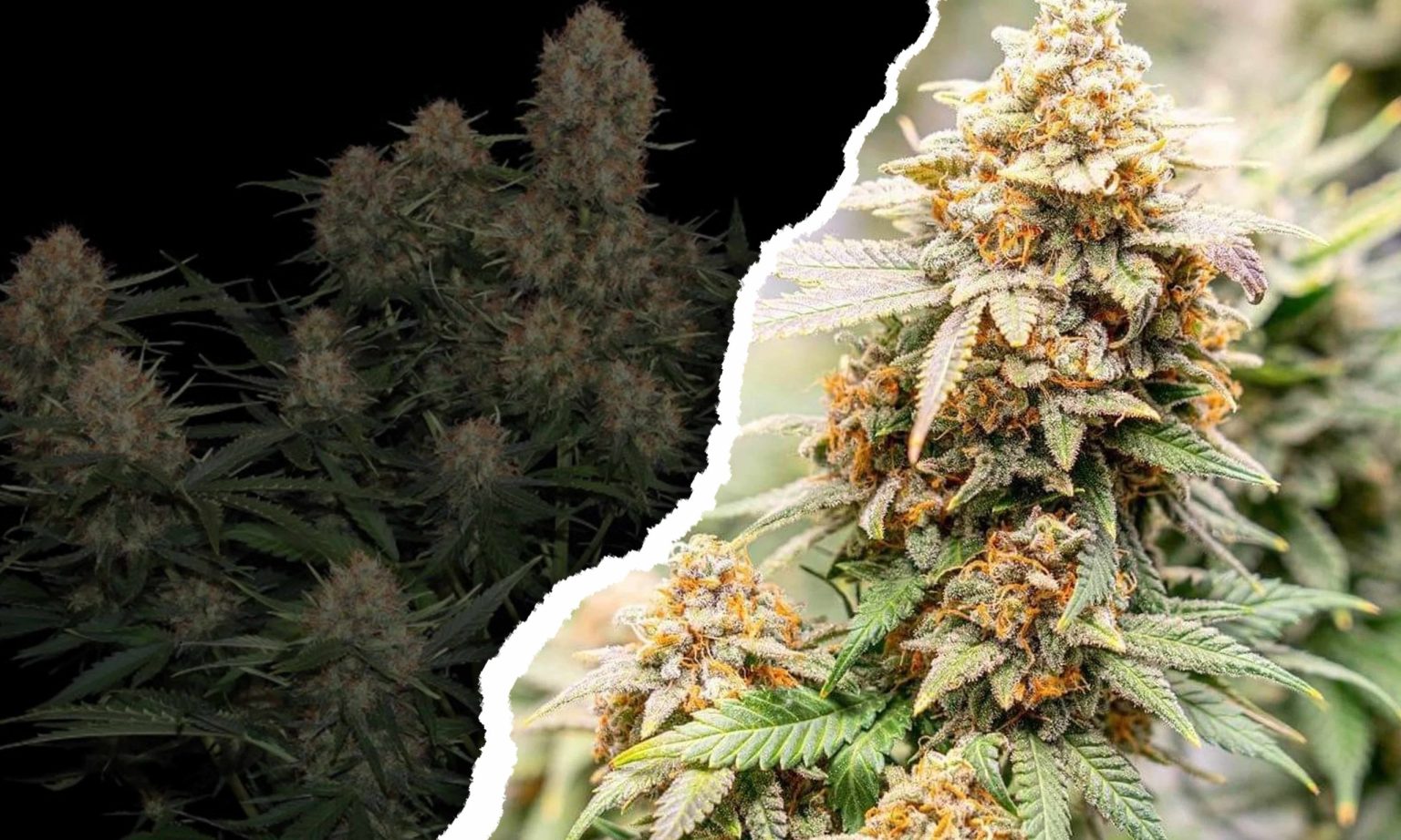 Exploring Cannabis Strains from the 1980s | Crop King Seeds