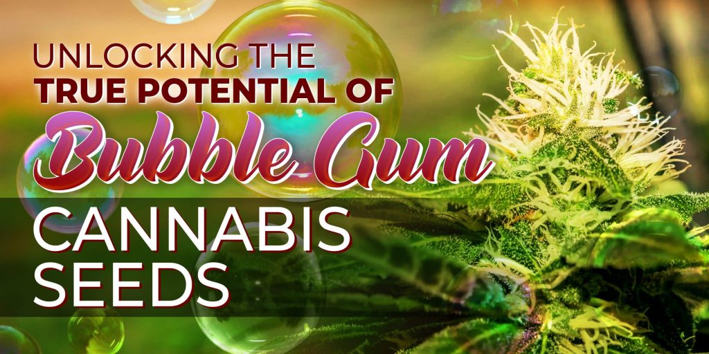 Unlocking the True Potential of Bubble Gum Cannabis Seeds | Crop King Seeds