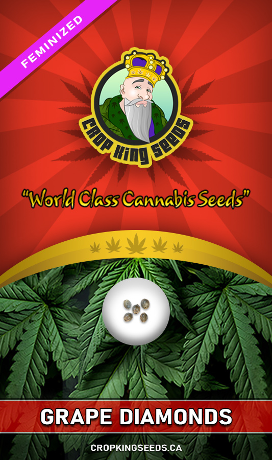 Grape Diamonds Strain Feminized Marijuana Seeds | Crop King Seeds Canada