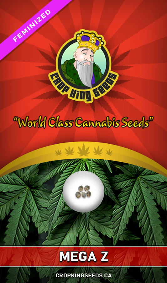 Mega Z Strain Feminized Marijuana Seeds | Crop King Seeds Canada