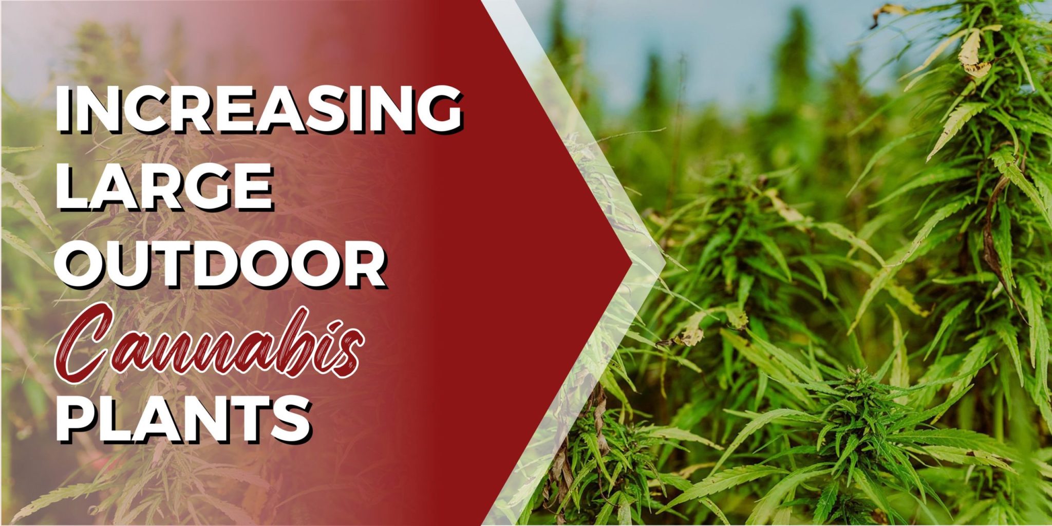 Increasing Large Outdoor Cannabis Plants | Crop King Seeds Canada