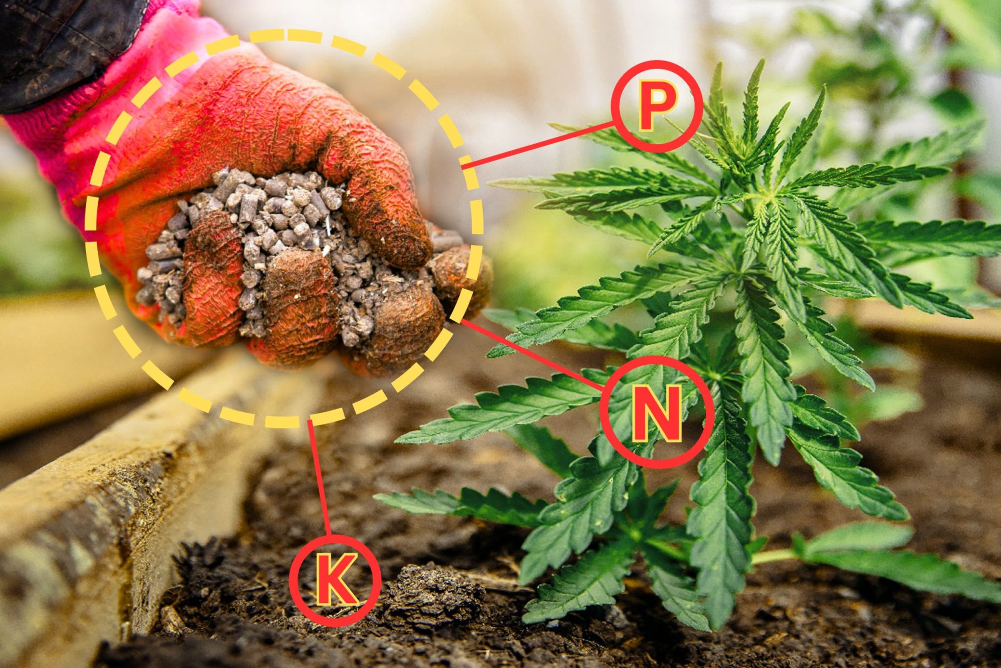Enhancing Cannabis Growing from Organic Chicken Manure | Crop King ...