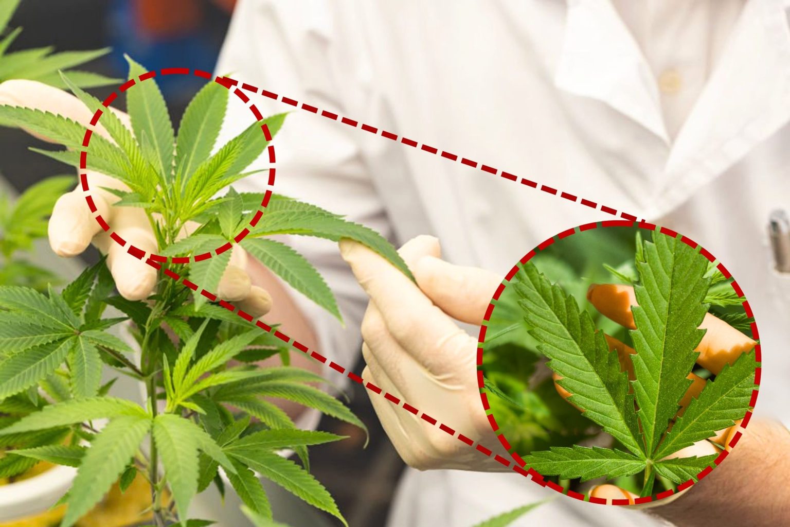 Increasing Large Outdoor Cannabis Plants | Crop King Seeds Canada