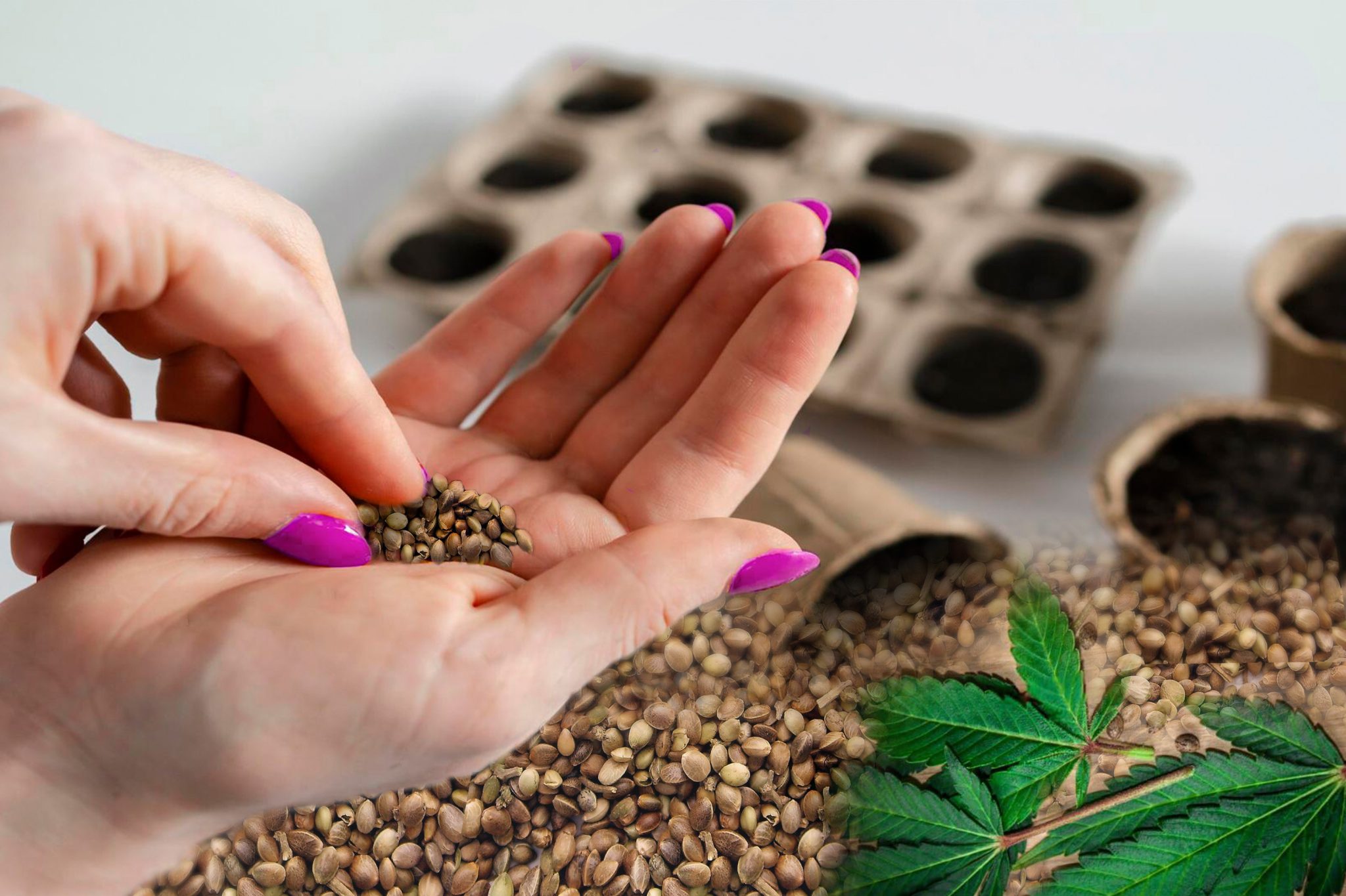 Learning to Grow Dense Cannabis Buds | Crop King Seeds Canada