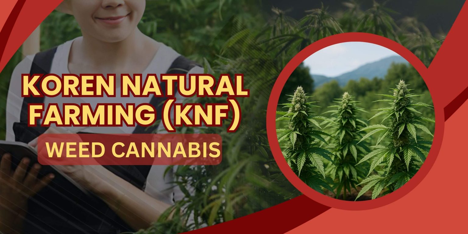 Korean Natural Farming (KNF) Weed Cannabis | Crop King Seeds Canada