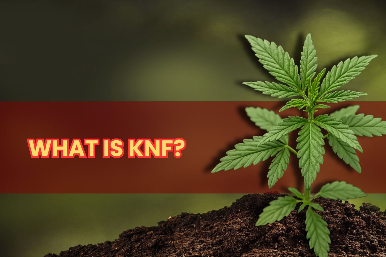 Korean Natural Farming (KNF) Weed Cannabis | Crop King Seeds Canada