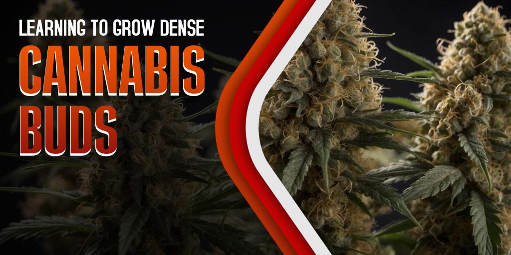 Learning to Grow Dense Cannabis Buds | Crop King Seeds Canada