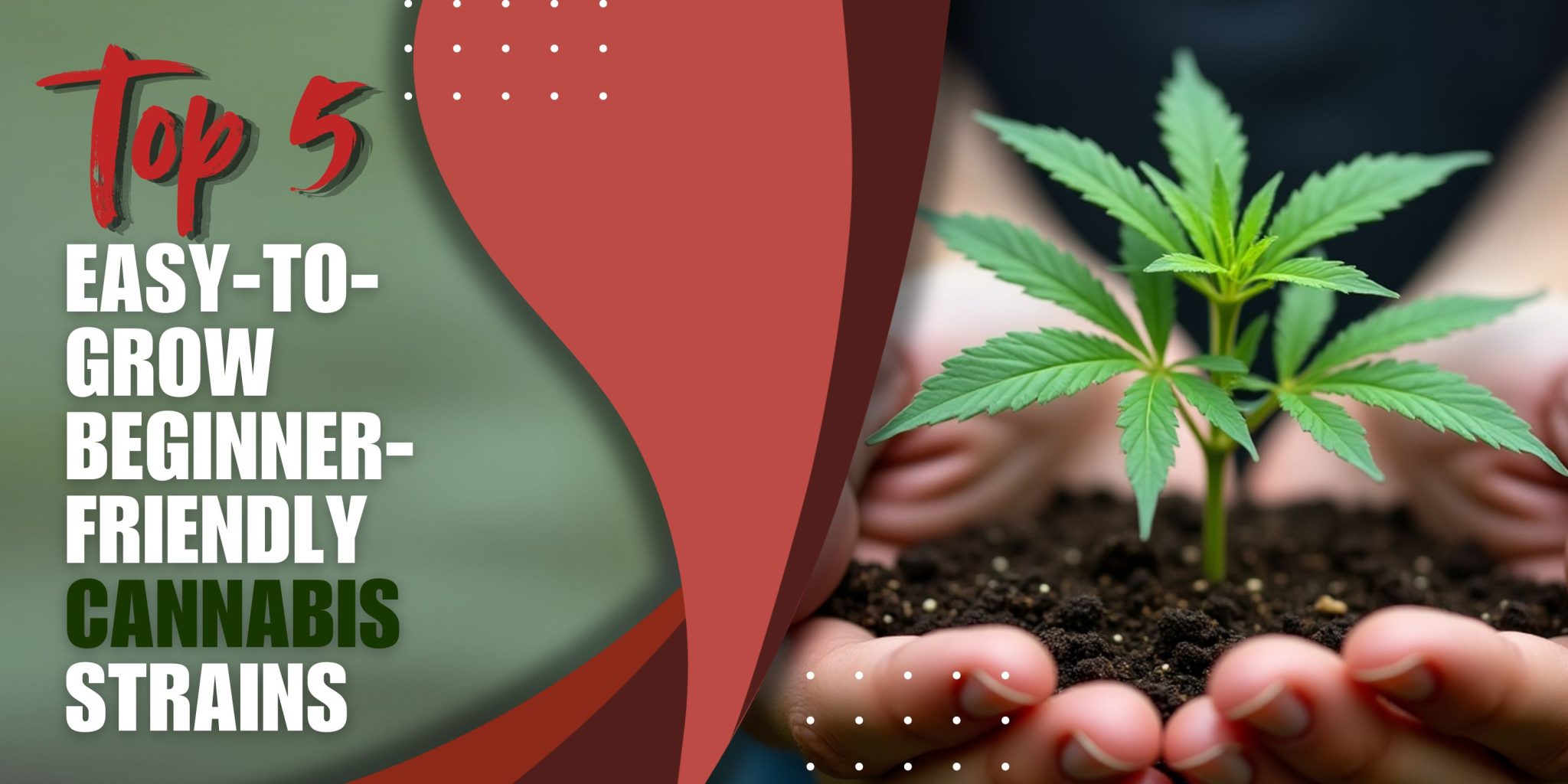 Top 5 Easy-to-Grow Beginner-Friendly Cannabis Strains | Crop King Seeds ...