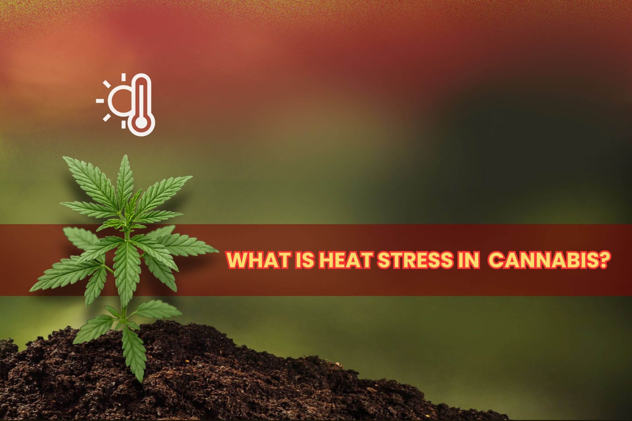 Identifying, Preventing, and Treating Light and Heat Stress on Weed ...