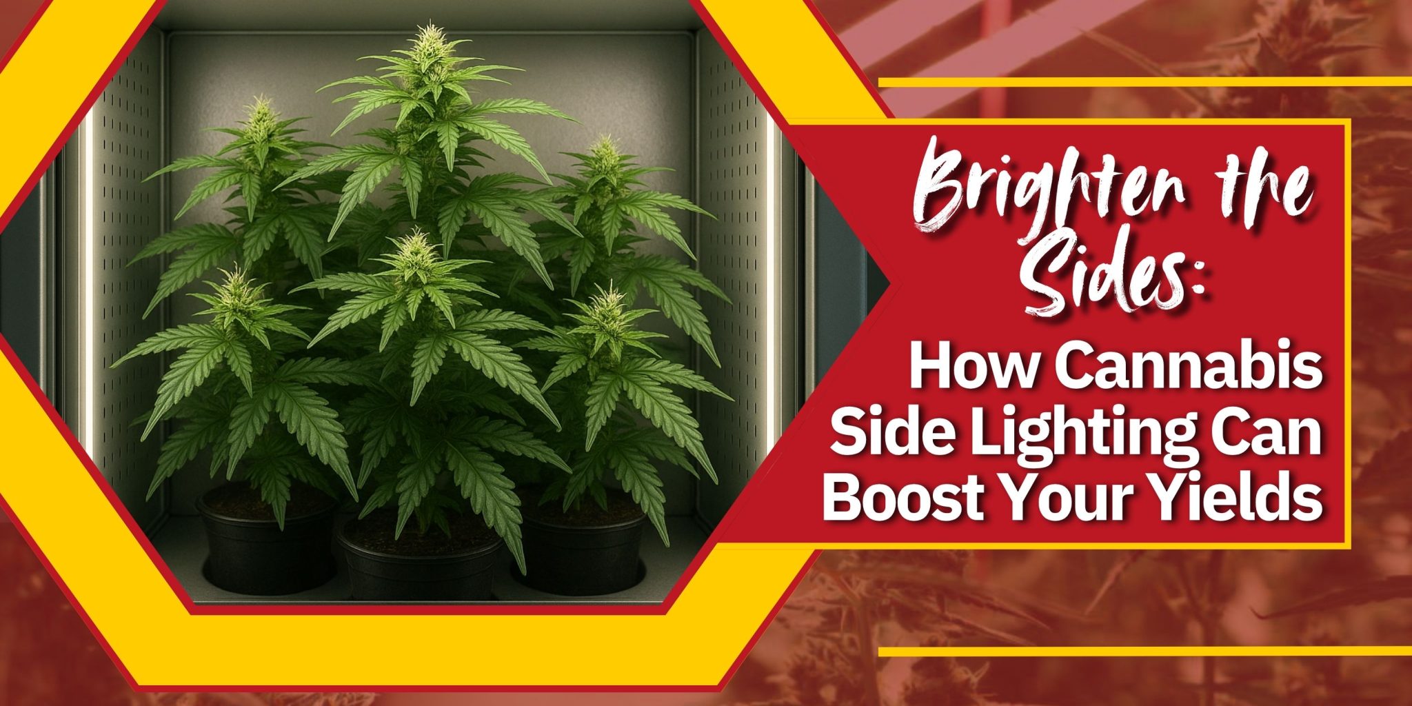 Brighten the Sides: How Cannabis Side Lighting Can Boost Your Yields ...