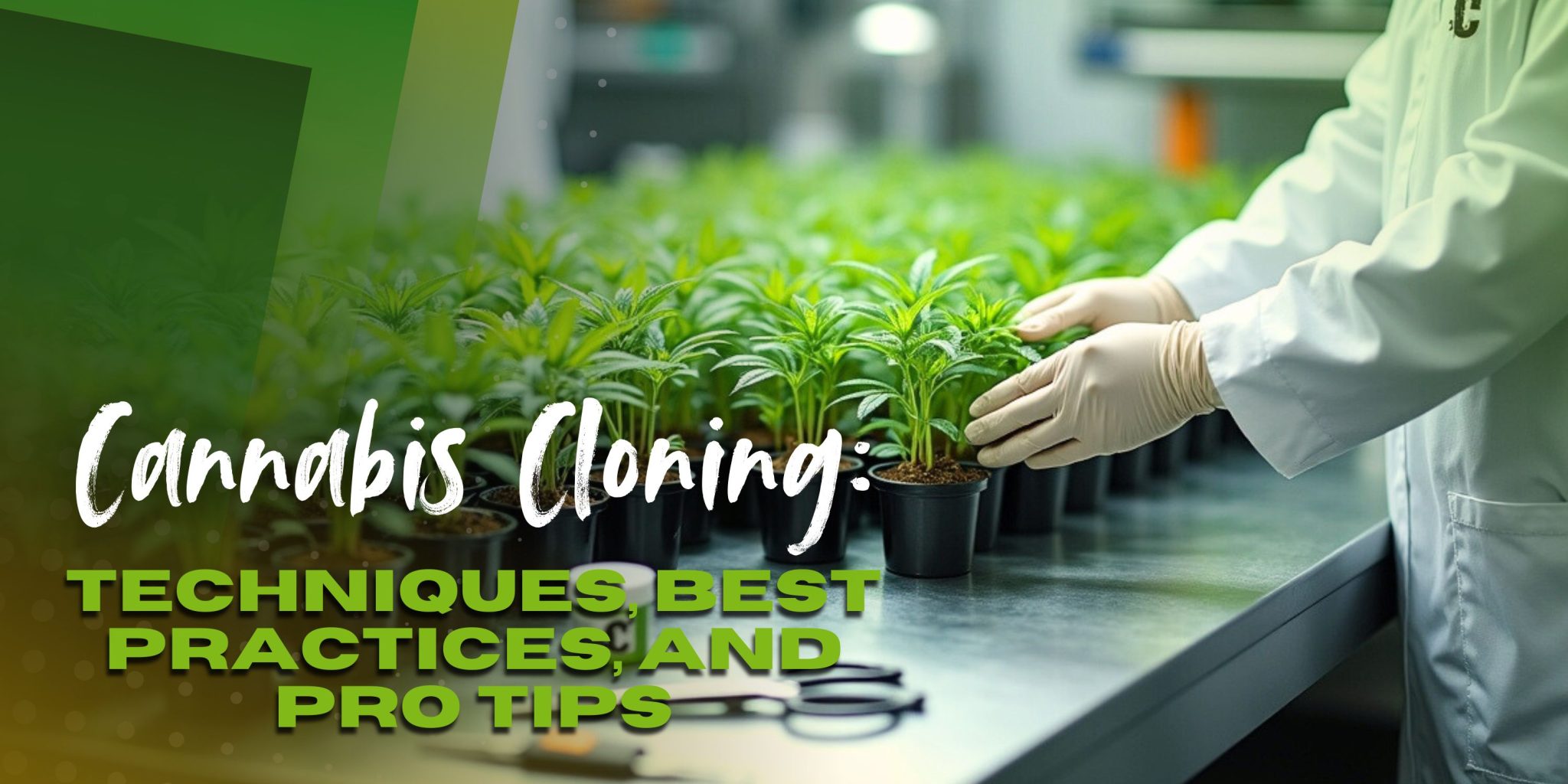 Cannabis Cloning: Techniques, Best Practices, and Pro Tips | Crop King ...