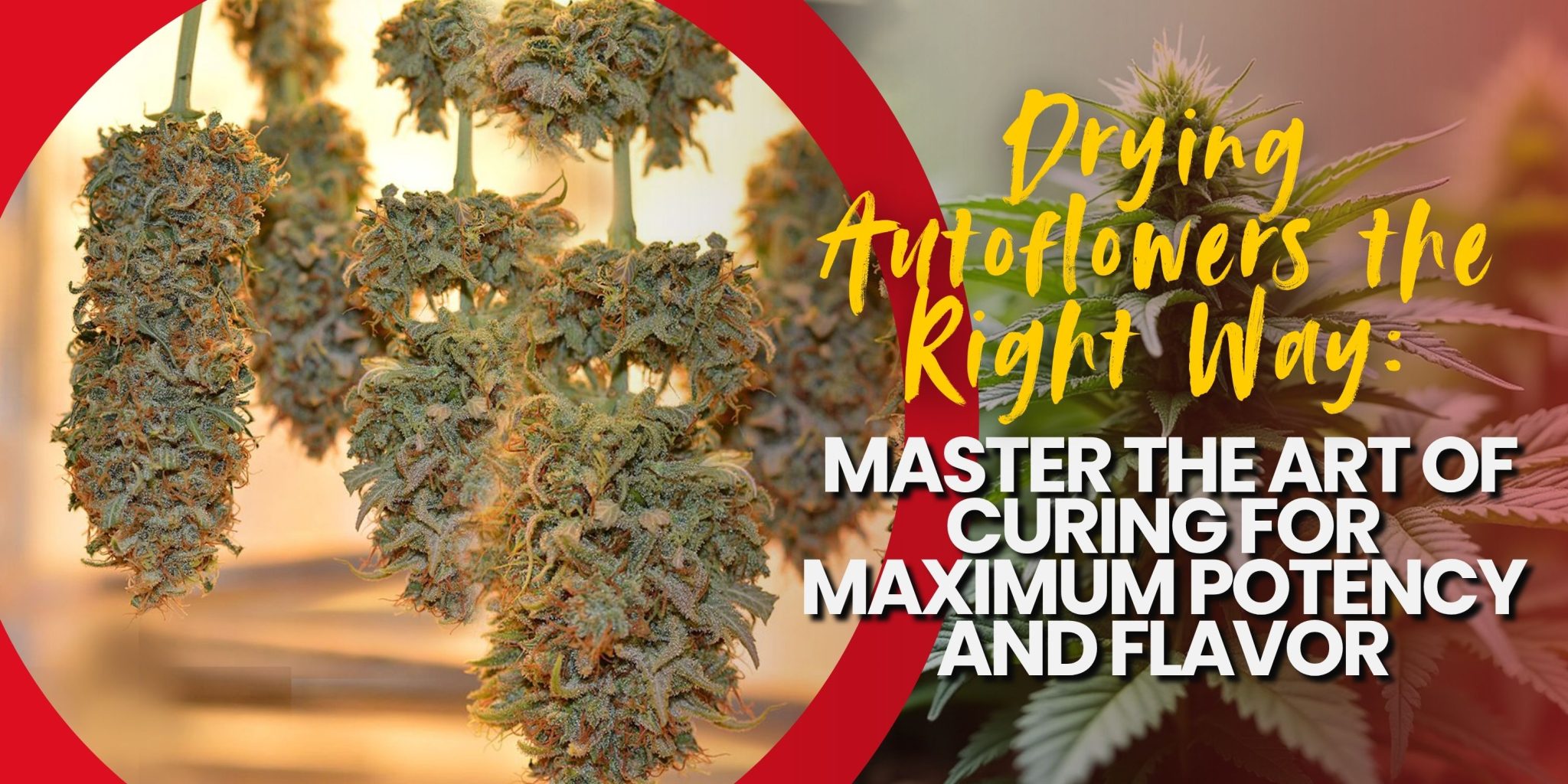Drying Autoflowers the Right Way: Master the Art of Curing for Maximum ...
