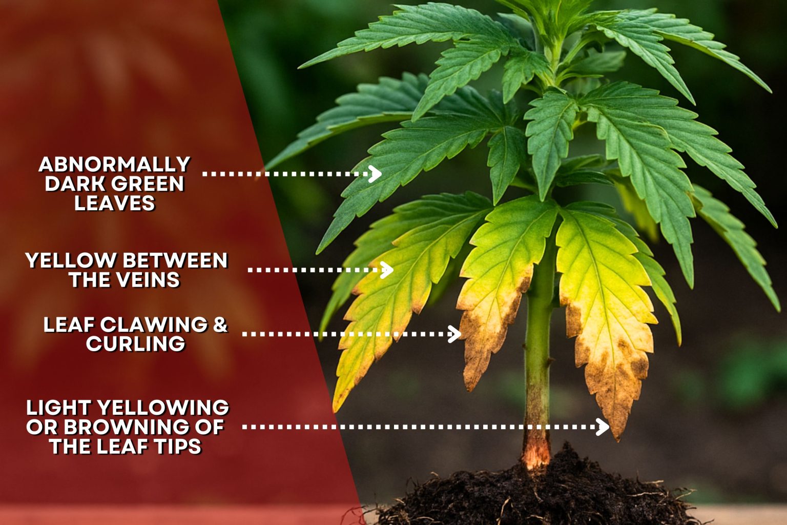 Nutrient Burn in Cannabis Plant: Diagnosis and Treatment | Crop King ...