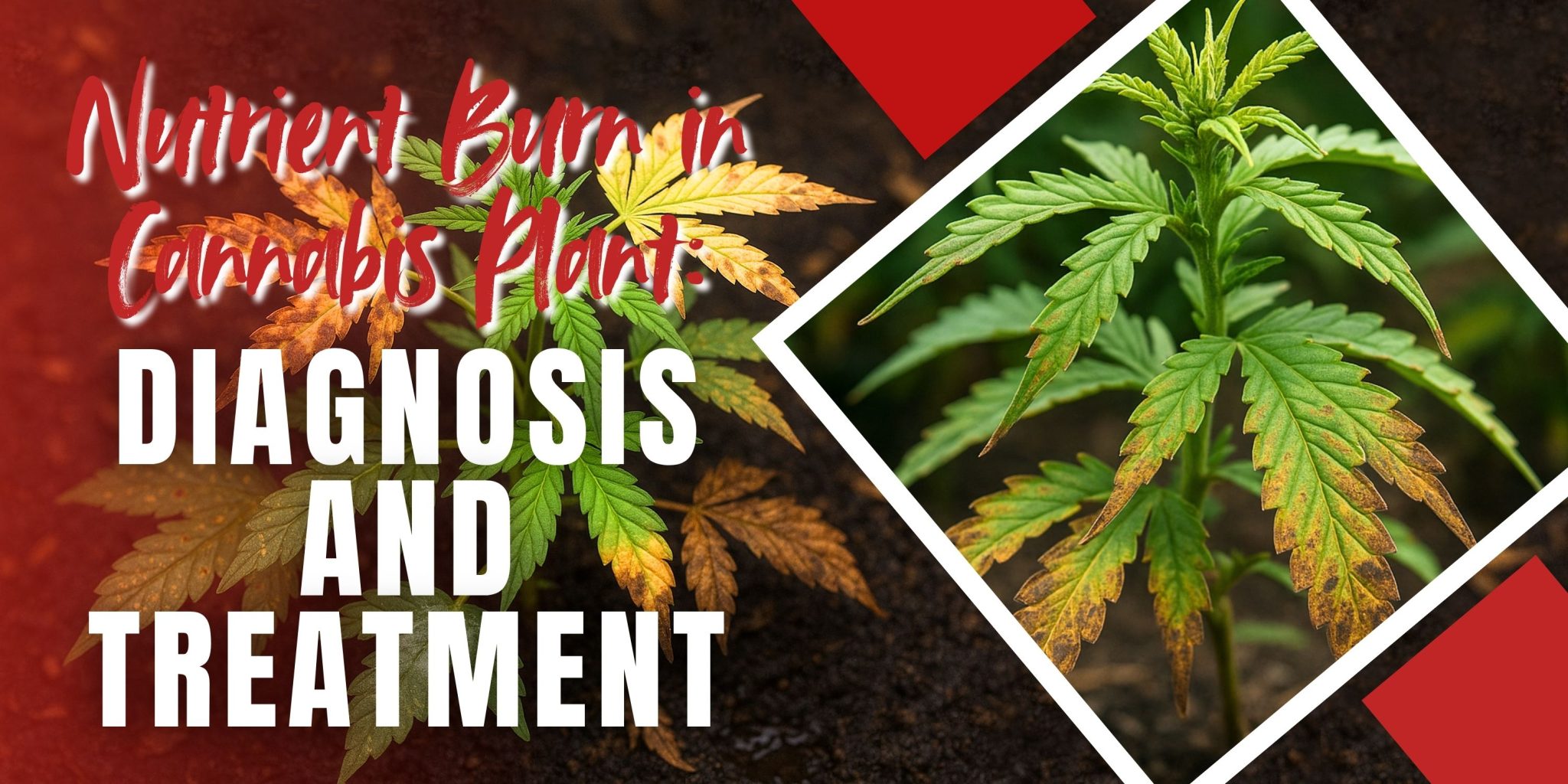 Nutrient Burn in Cannabis Plant: Diagnosis and Treatment | Crop King ...