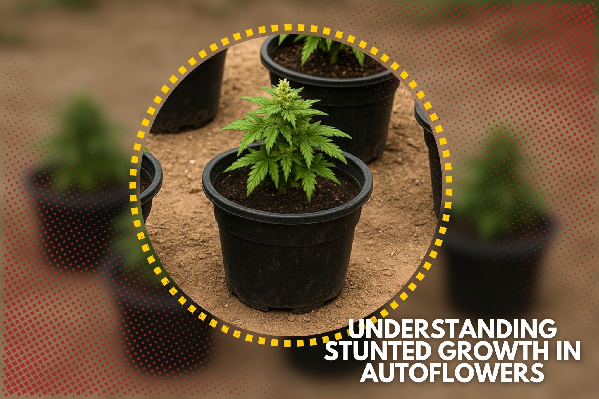 How to Fix Stunted Autoflower Cannabis Plants | Crop King Seeds Canada