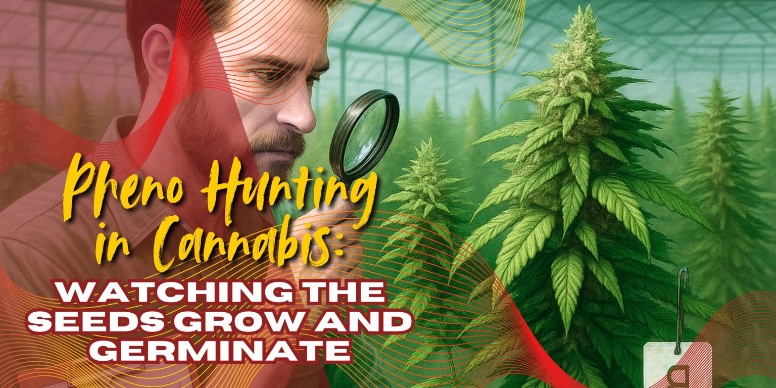 Pheno Hunting in Cannabis: How to Find the Best Genetics for Faster ...