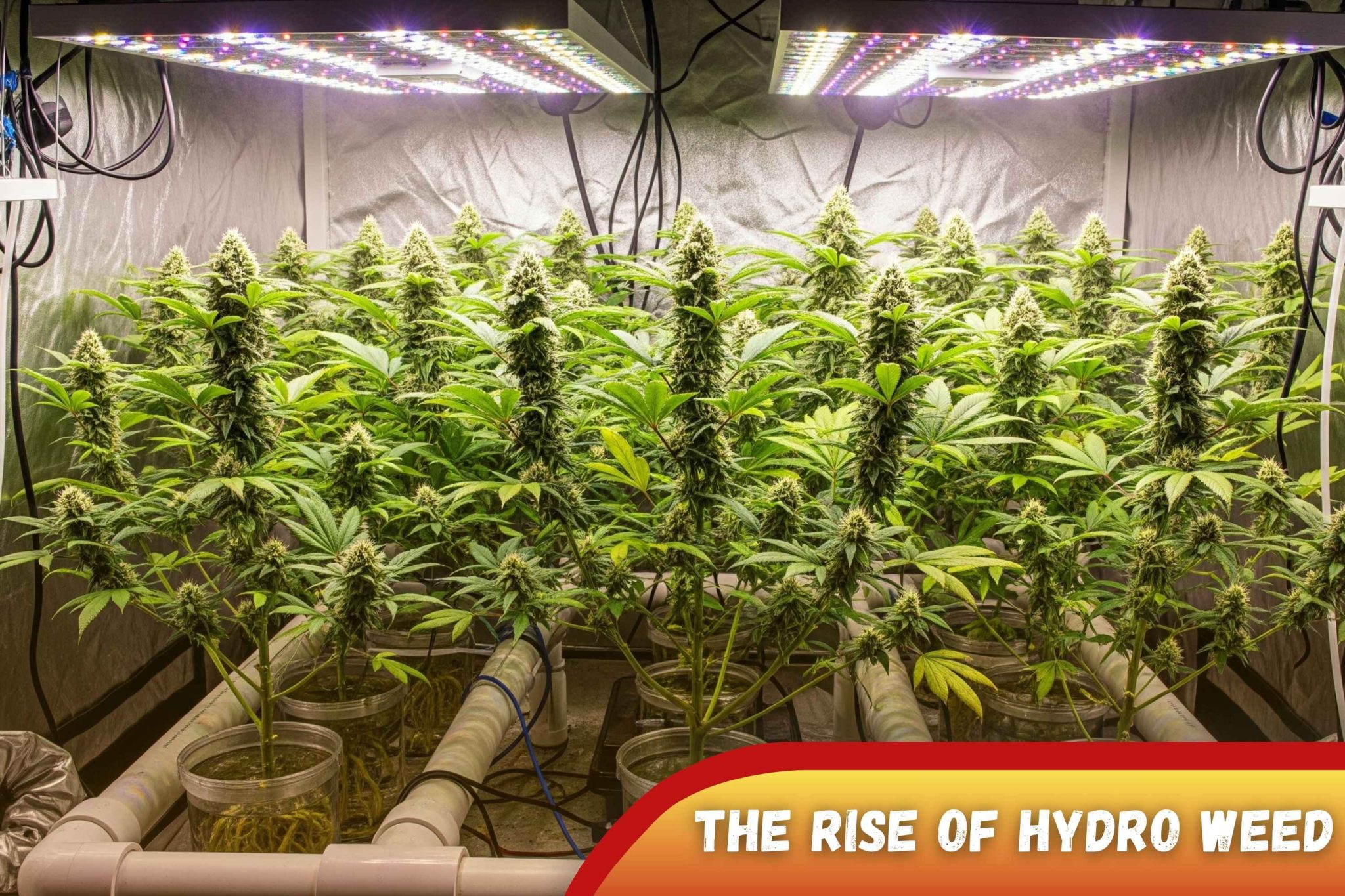 Unlock the Potential of Weed Hydro: Intelligent Growing for Newbies ...